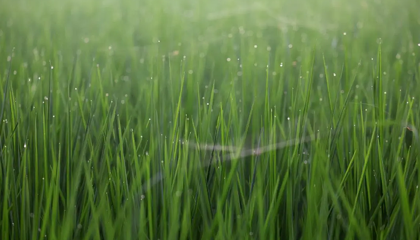 National Intelligence Grid (NATGRID)